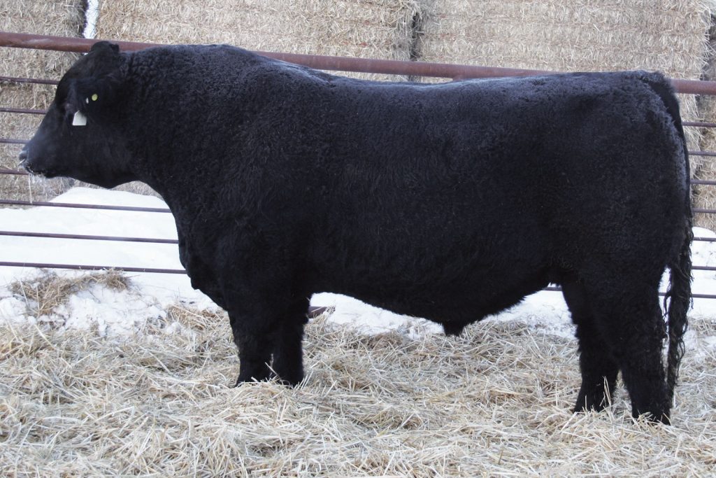 Black Simmental Archives - Lewis Farms Ltd.