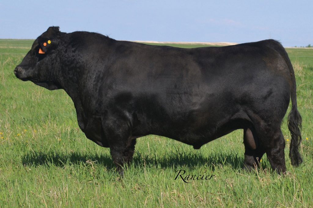 Black Simmental Archives - Lewis Farms Ltd.