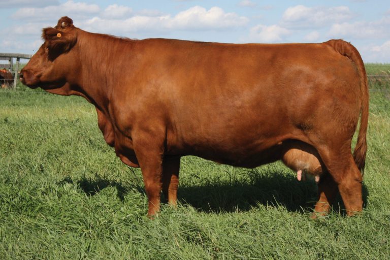 Signal Family Archives - Lewis Farms Ltd.