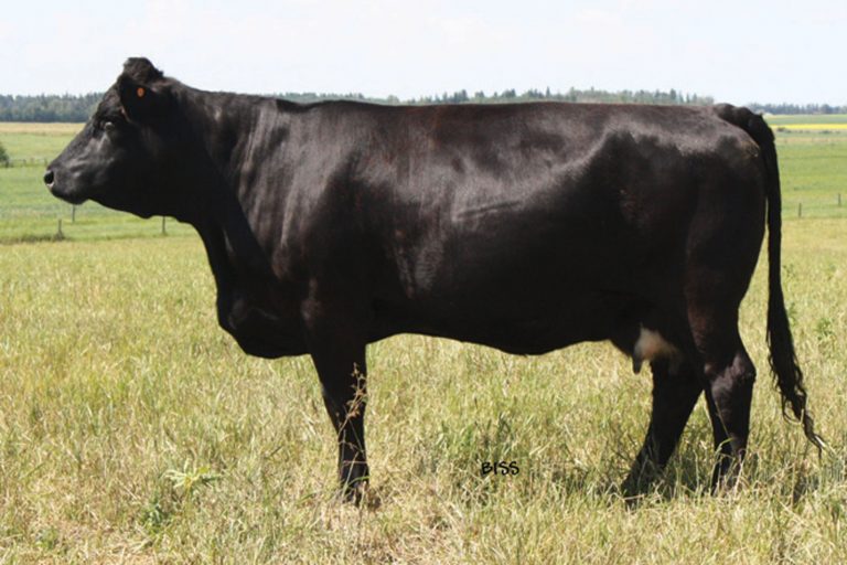 Signal Family Archives - Lewis Farms Ltd.