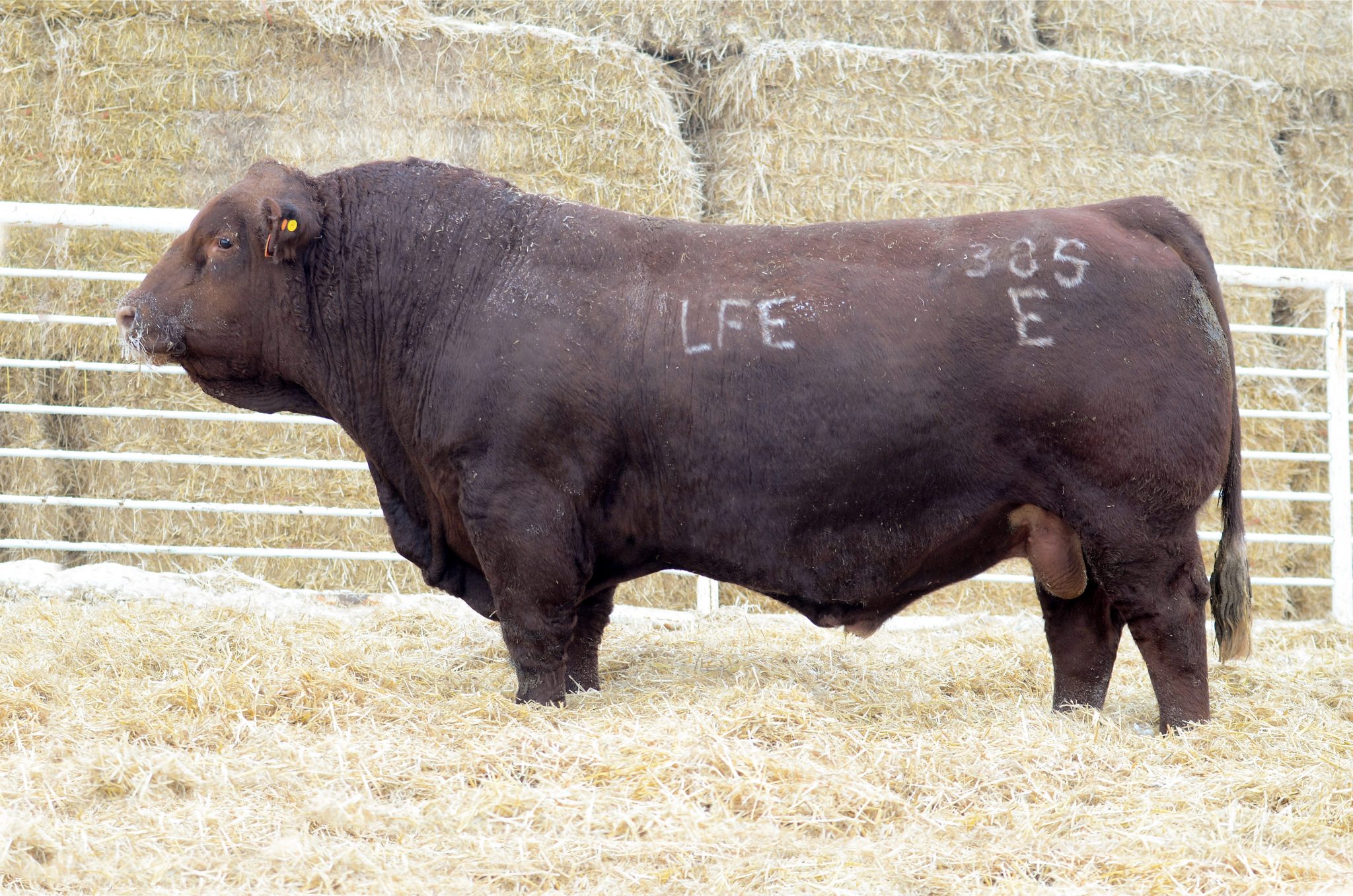 Red Simmental Archives - Lewis Farms Ltd.