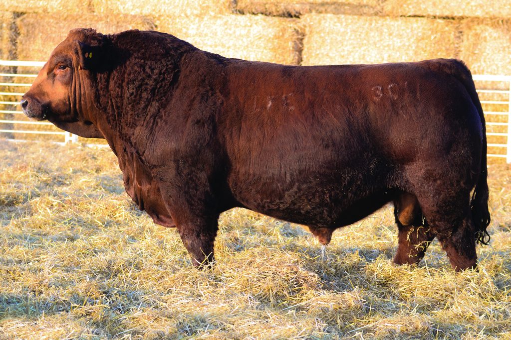 Red Simmental Archives - Lewis Farms Ltd.